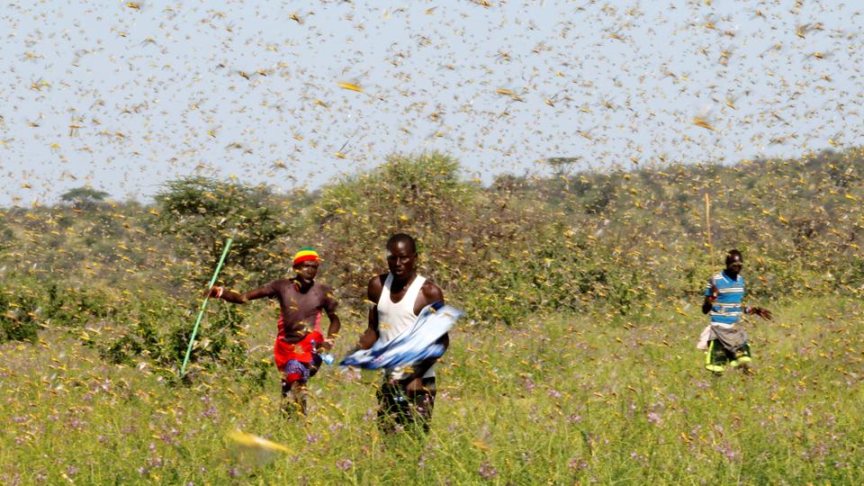 East Africa Is Expecting Another Locust Invasion - HumAngle