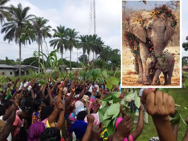 4 Persons Arrested As Farmers Protest Farm Destruction By Elephants In ...