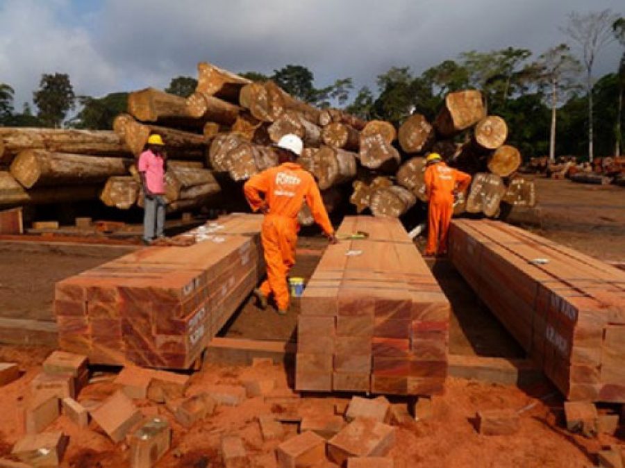 Cameroon Government, ICFR Launch Campaign For Legal Timber Consumption ...