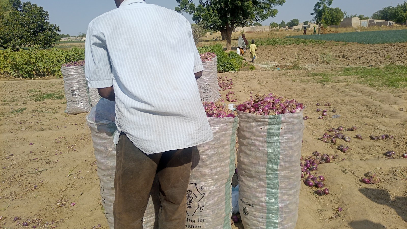 Life Tough Under Insurgency For Borno Vegetable Farmers, But They’re ...