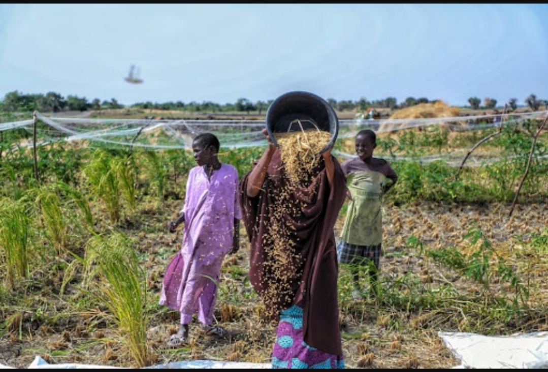 Continued Insecurity In Northeastern Nigeria Cripples Food Production ...