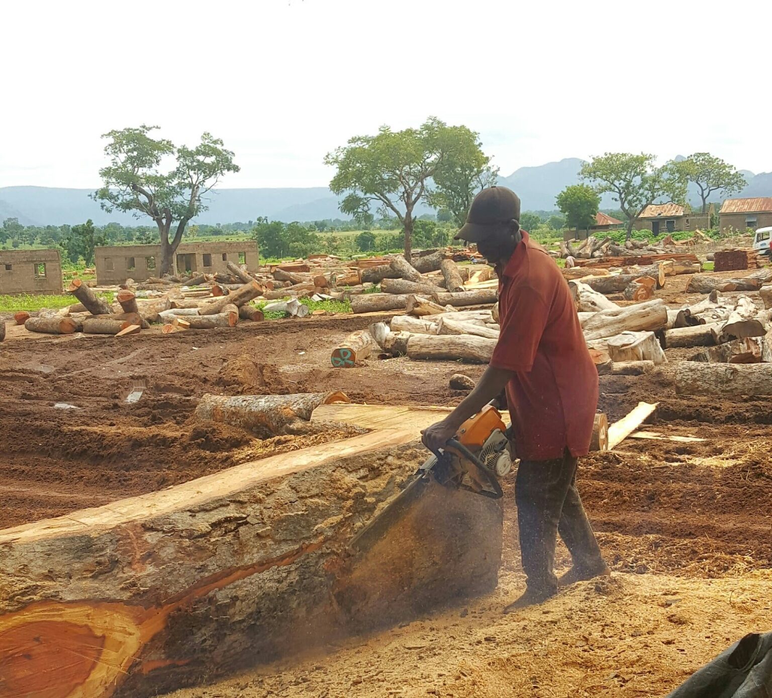 Disappearing Trees: A Glimpse Into Adamawa’s Deforestation Problem ...