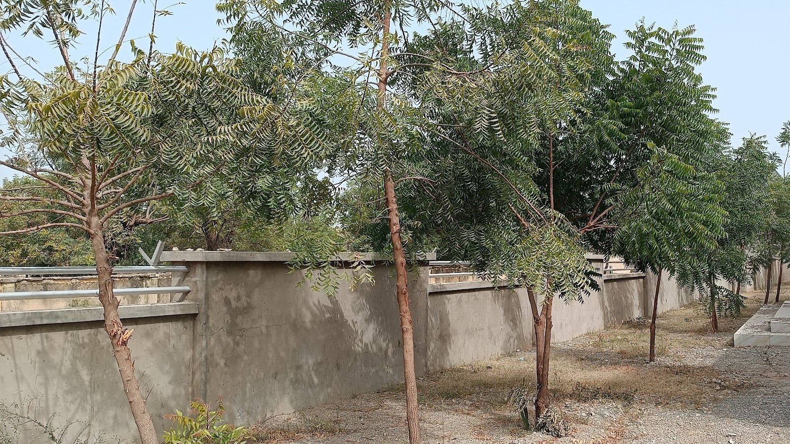 Seeds Of Hope: How Tree Planting Is Making Kano Green - HumAngle