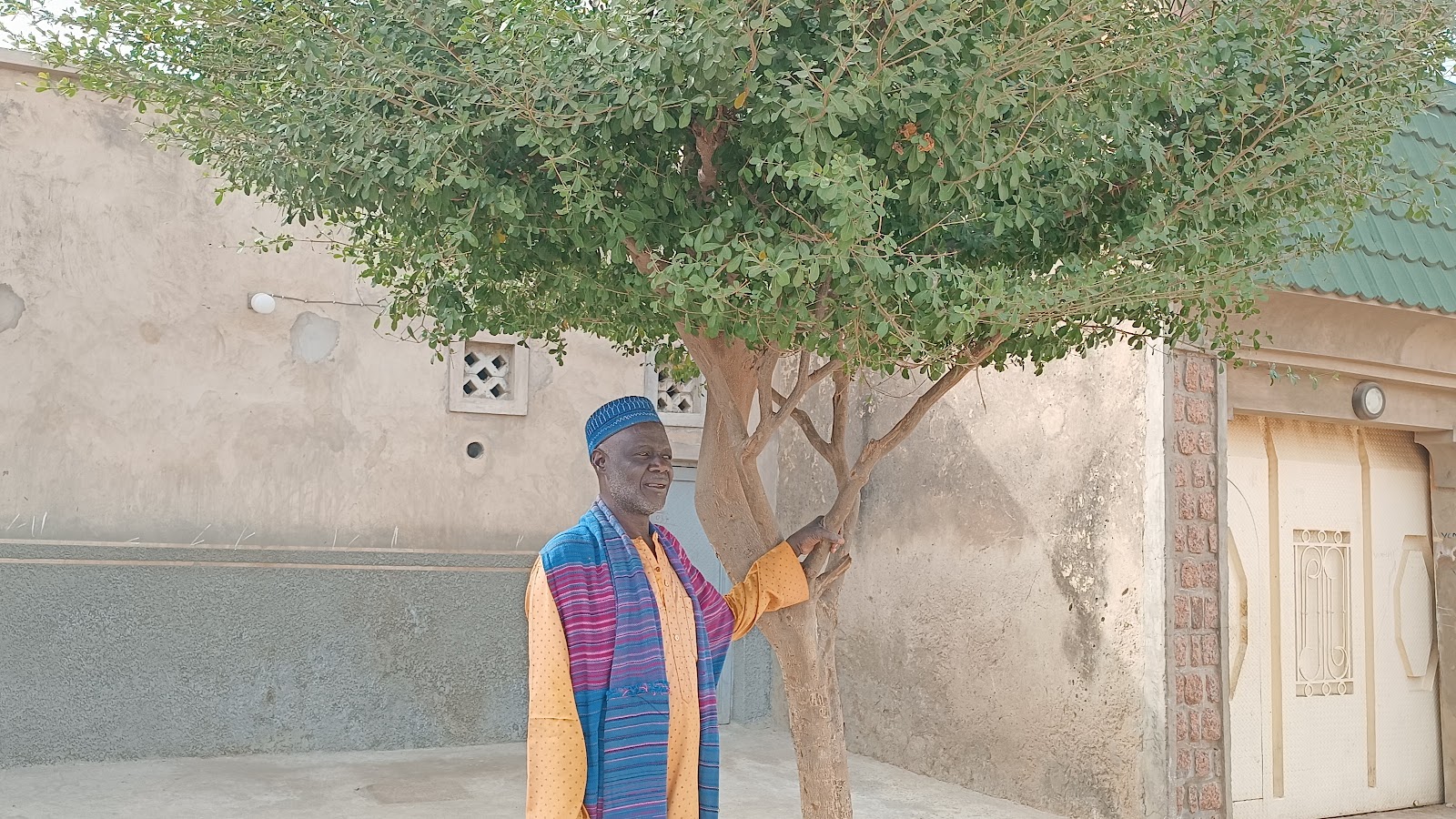 Seeds Of Hope: How Tree Planting Is Making Kano Green - HumAngle
