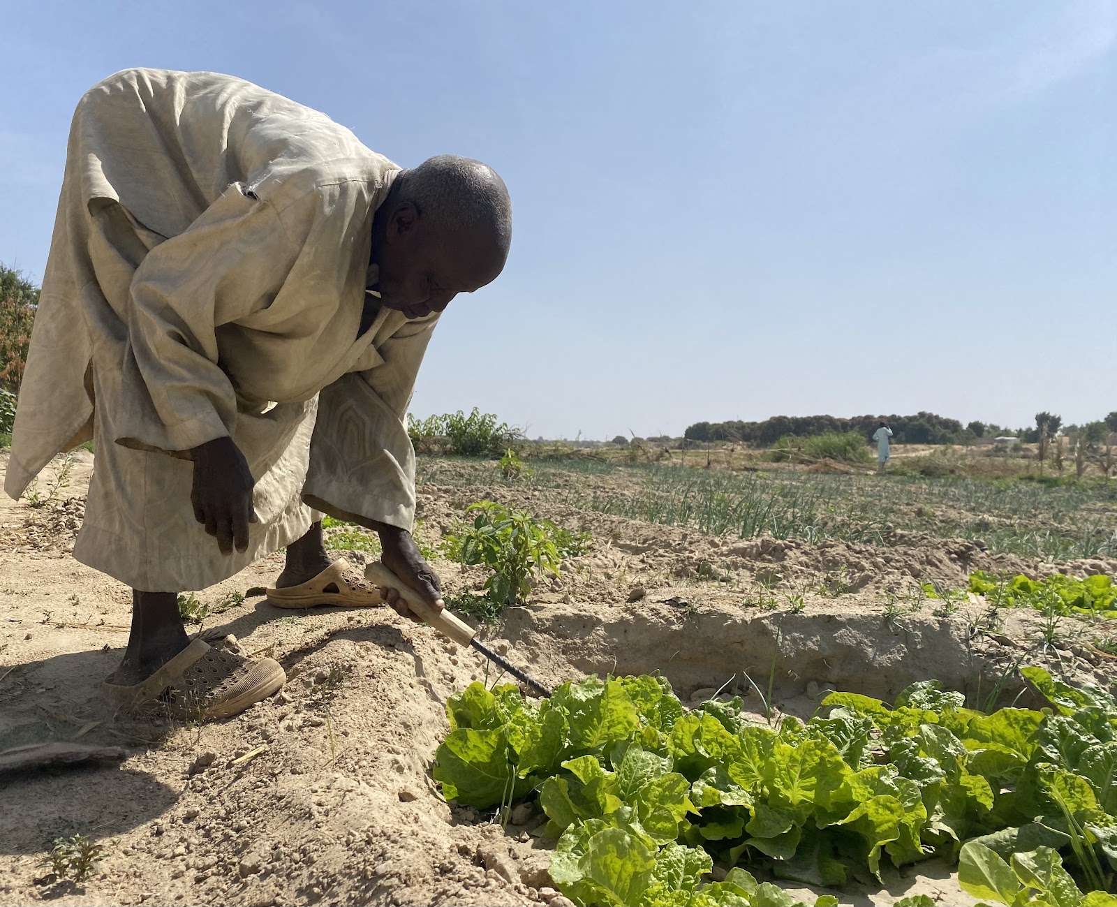 Farmers In Northeast Nigeria Turn To Irrigation Farming After 2022 ...