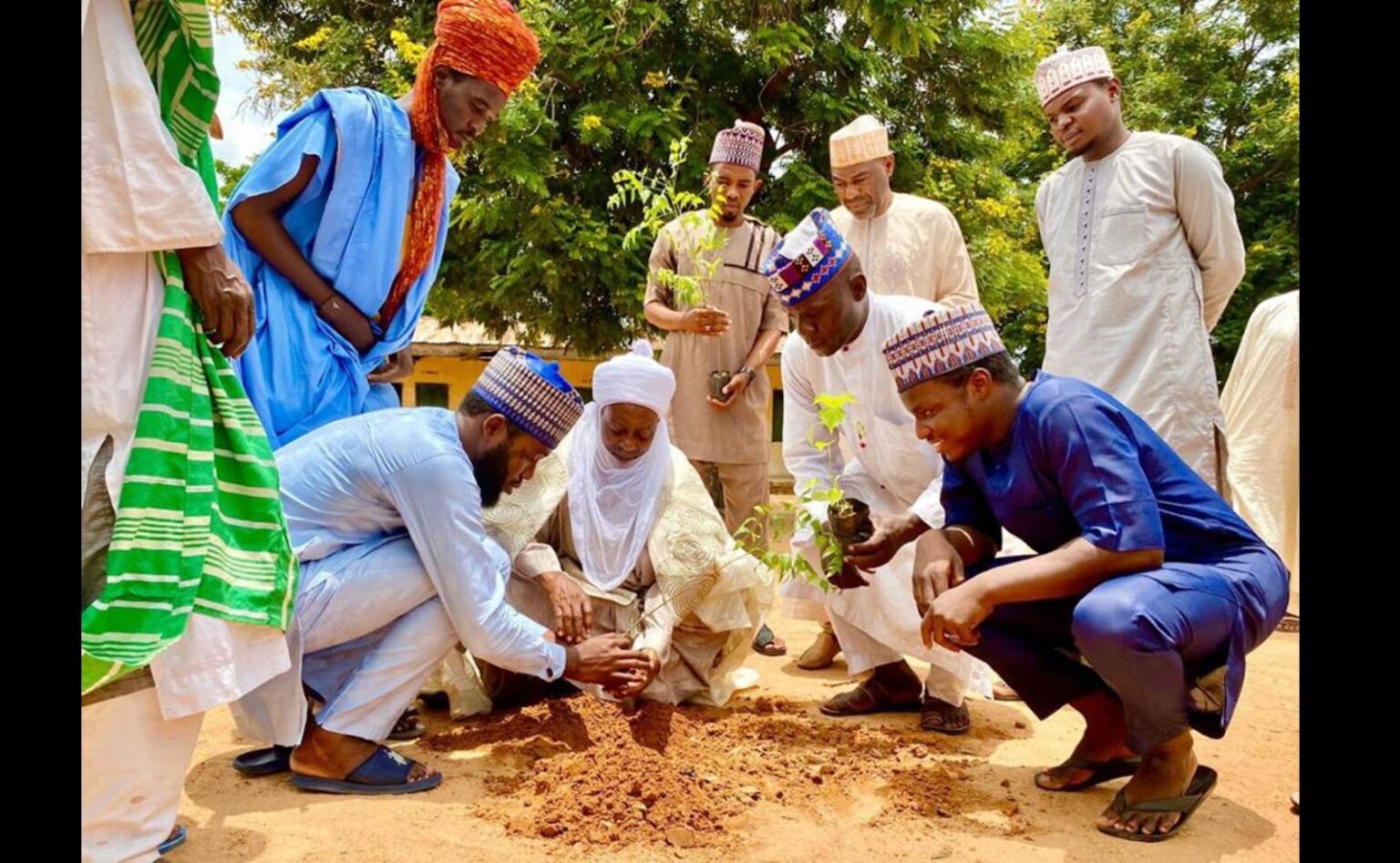 Seeds Of Hope: How Tree Planting Is Making Kano Green - HumAngle
