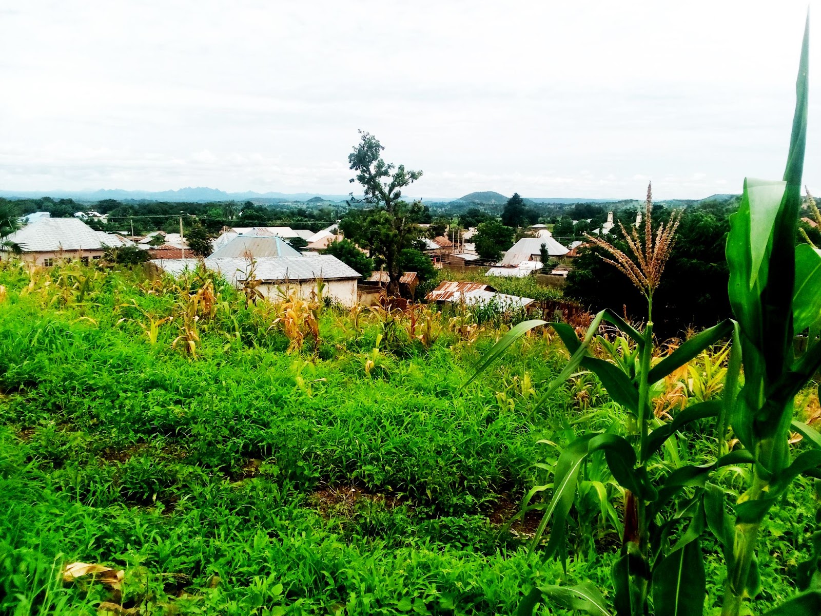 Farmer-Herder Crisis In Nigeria’s Borno State Is Taking A Different ...